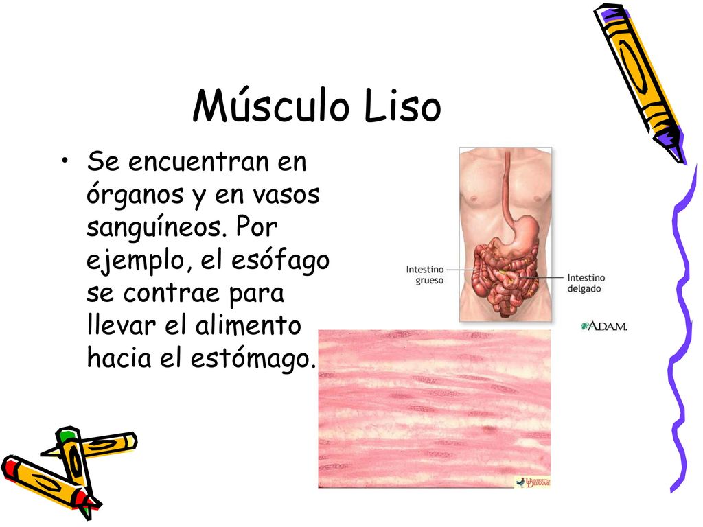 Músculo liso del cuerpo humano - Imagenes PNG Gratis